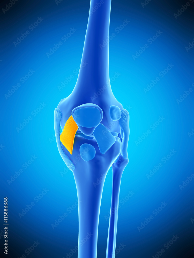 medically accurate illustration of the medial patellar ligament Stock ...