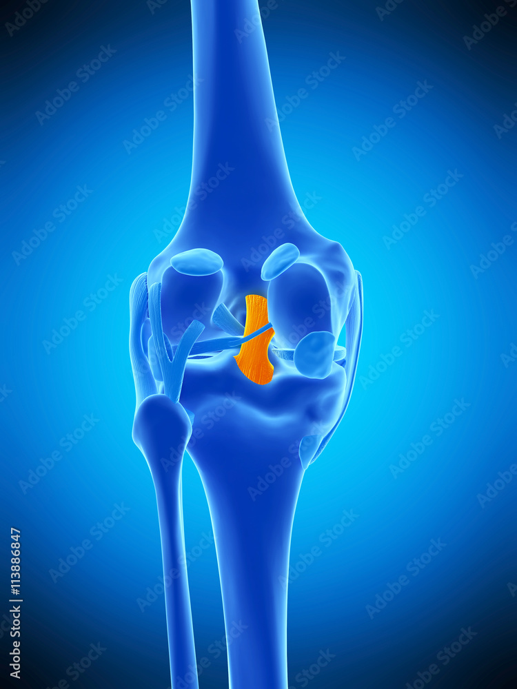medically accurate illustration of the posterior cruciate ligament ...