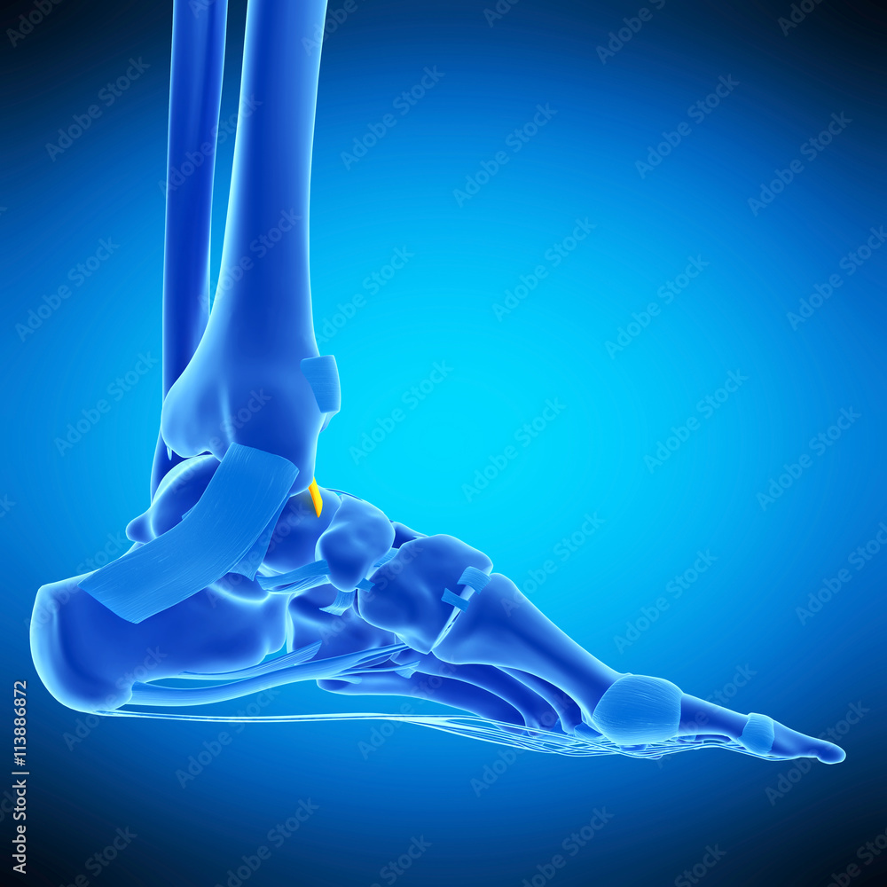 medically accurate illustration of the anterior tibiotalar ligament ...