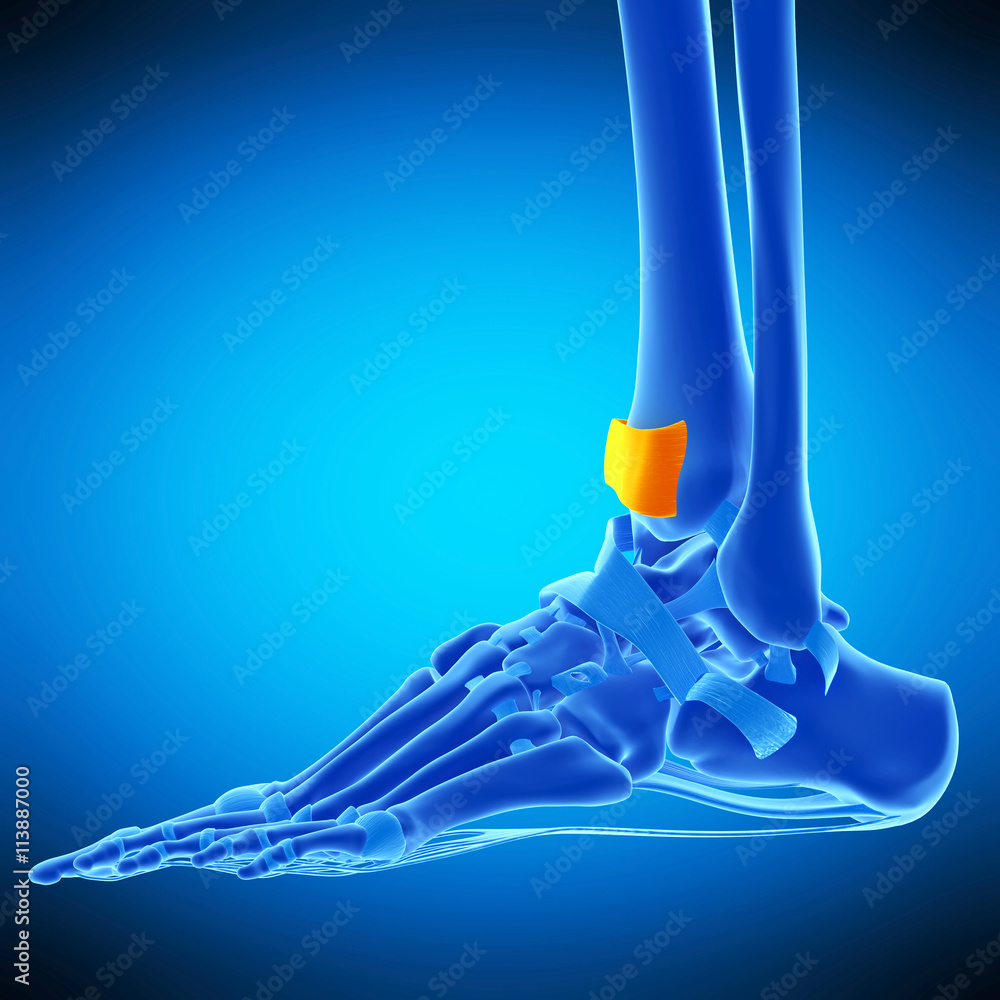 medically accurate illustration of the superior extensor retinaculum ...
