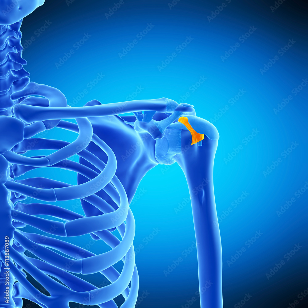 medically accurate illustration of the transverse humeral ligament ...