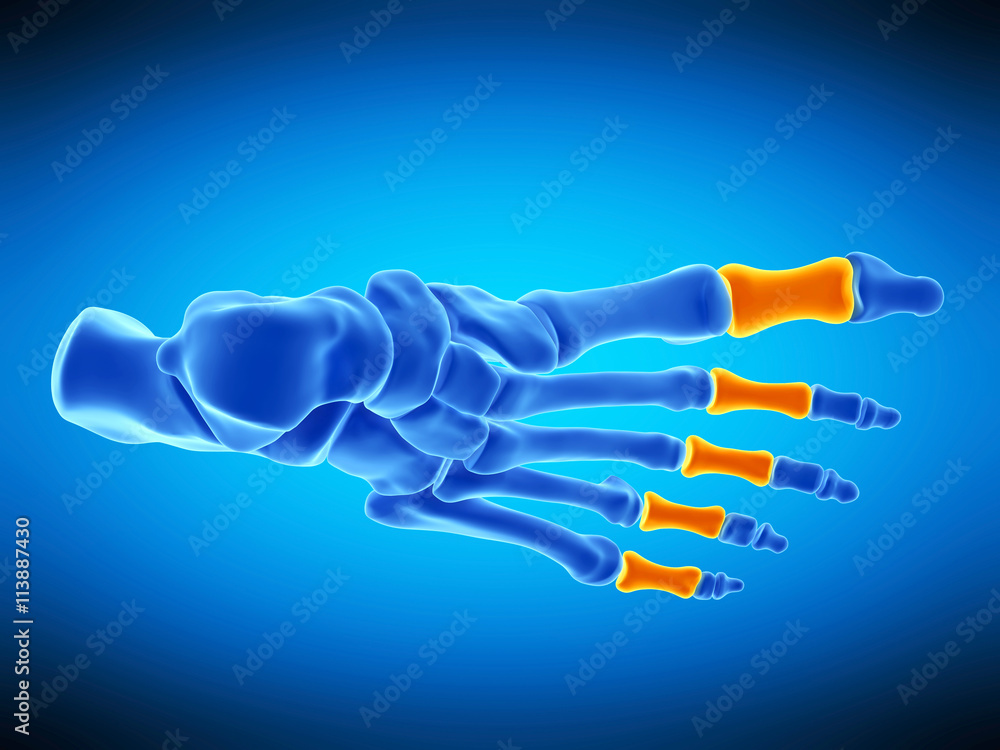 medically accurate illustration of the proximal phalanx bones Stock ... medically accurate illustration of the proximal phalanx bones Stock ...