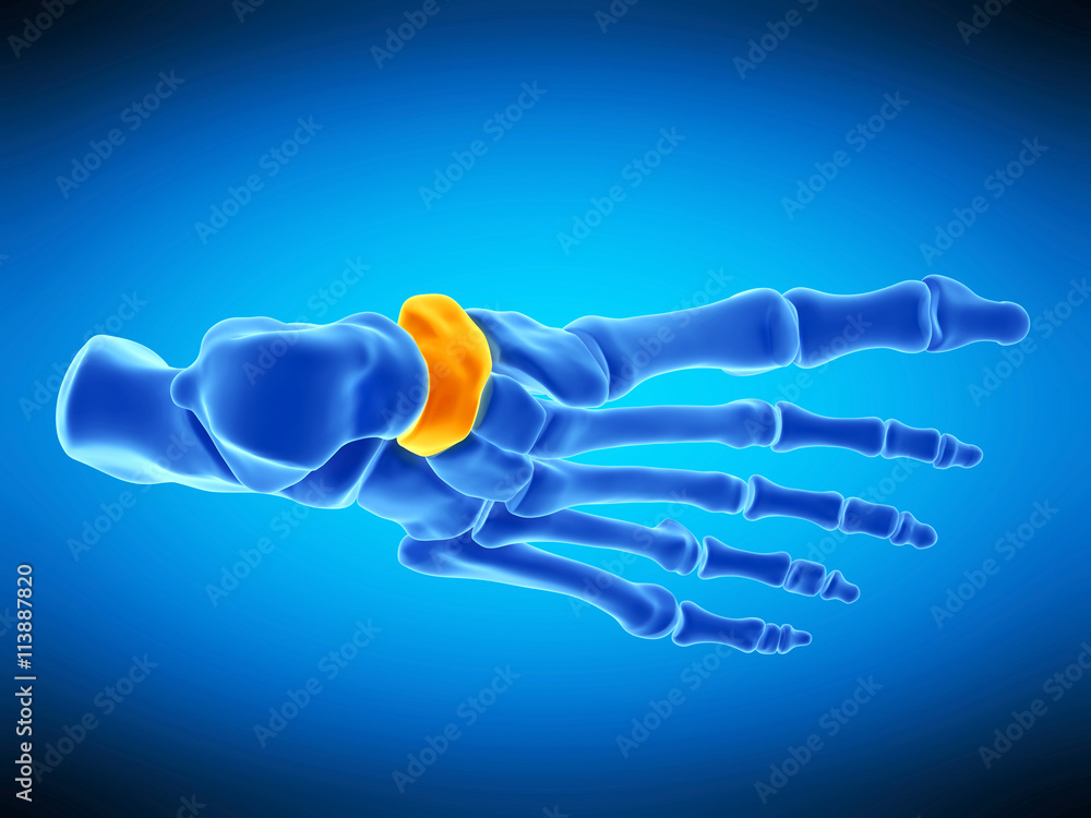 medically accurate illustration of the navicular bone Stock ...