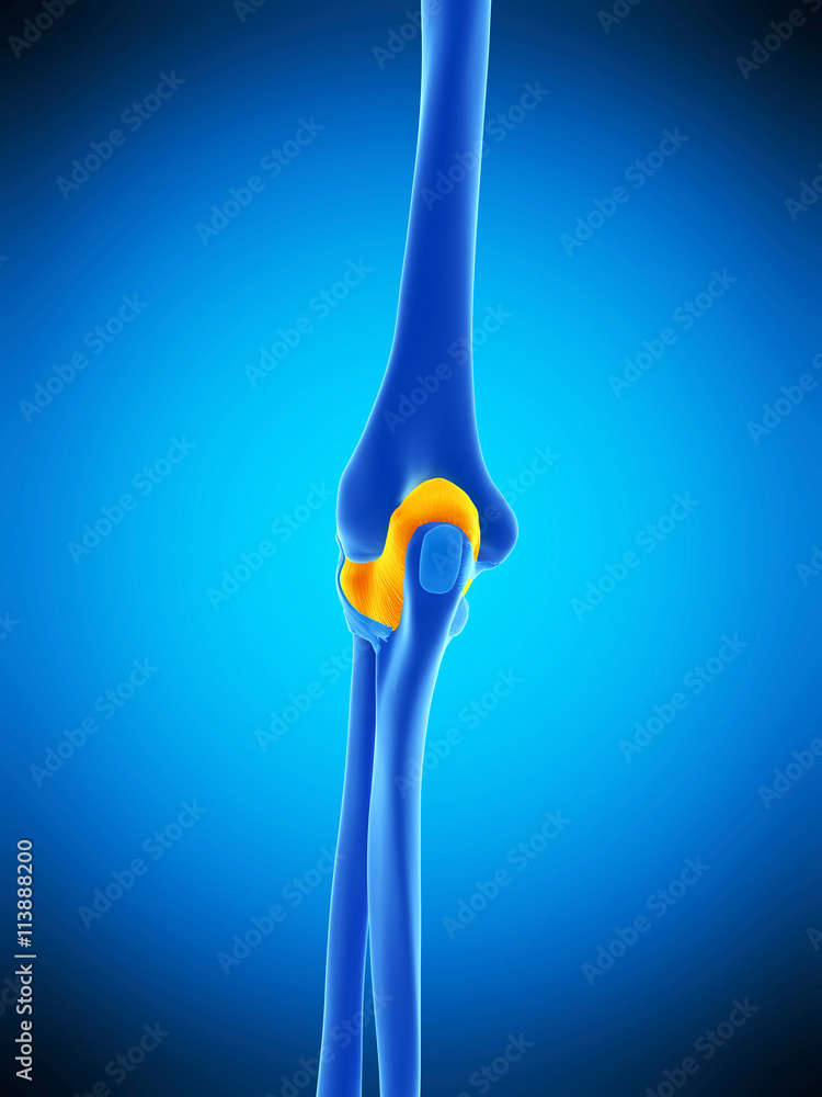 medically accurate illustration of the elbow capsule Stock Illustration ...