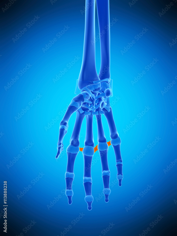 medically accurate illustration of the metacarpal ligaments Stock ...