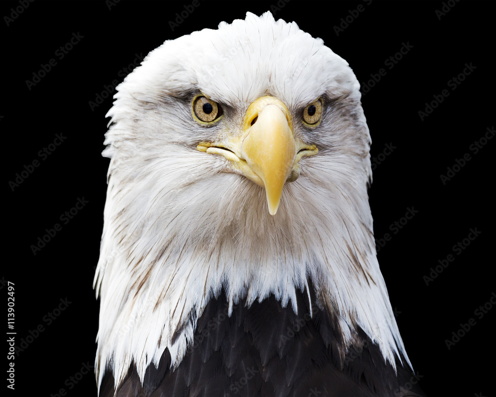 Portrait of a bald eagle looking strait at the viewer making eye ...