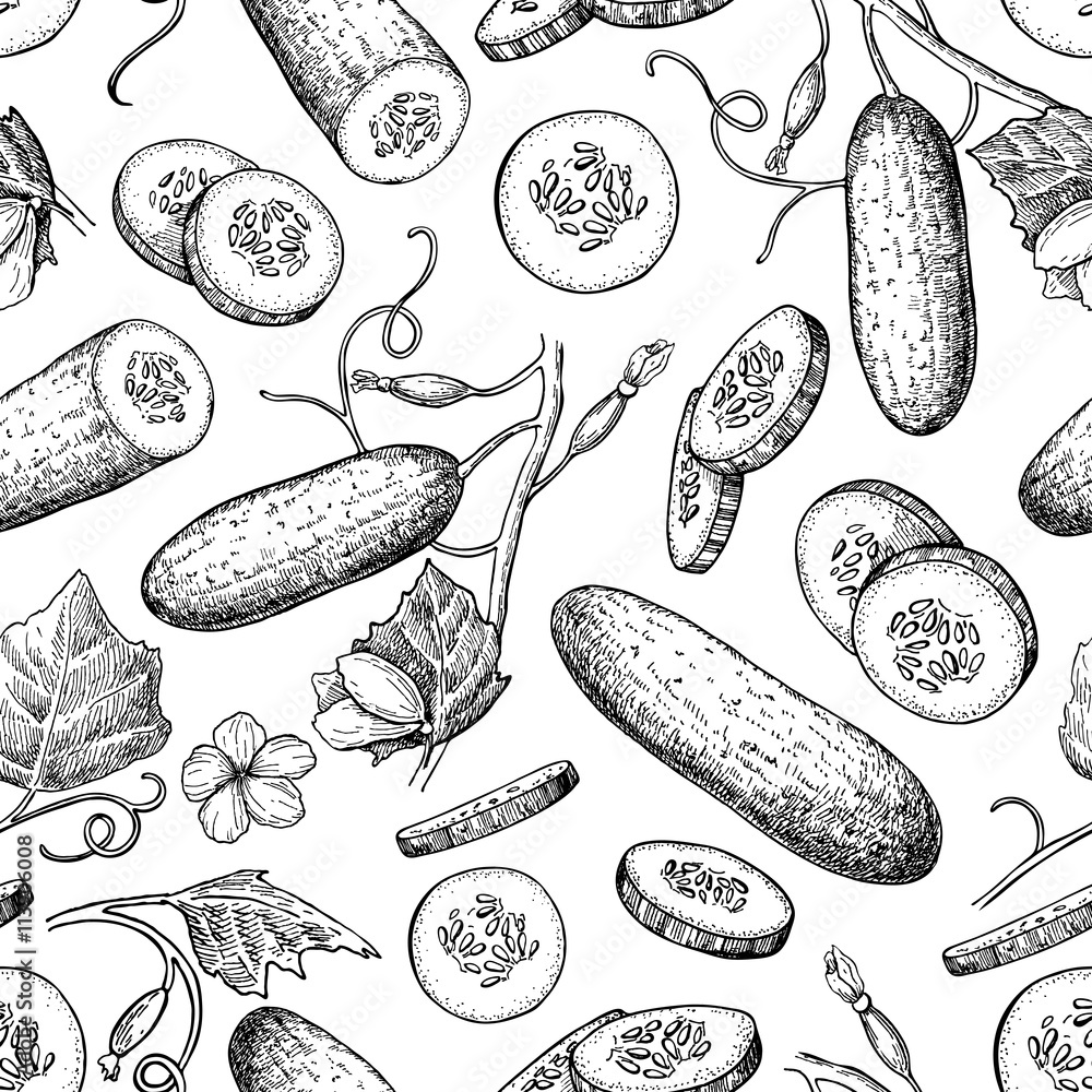 Cucumber hand drawn vector seamless pattern. Isolated vegetable Stock ...