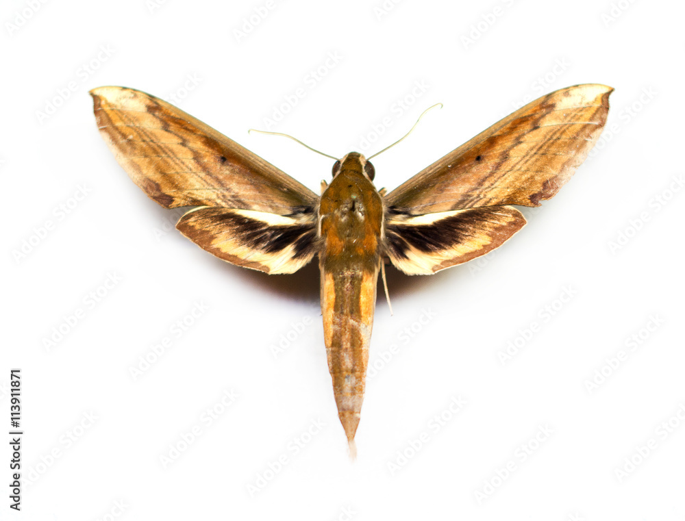 Sphingidae isolated on white background. Stock Photo | Adobe Stock