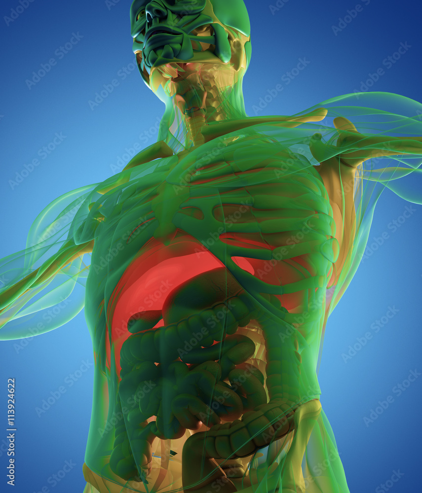 Human anatomy liver. Xray like view, futuristic scan. 3d illustration ...