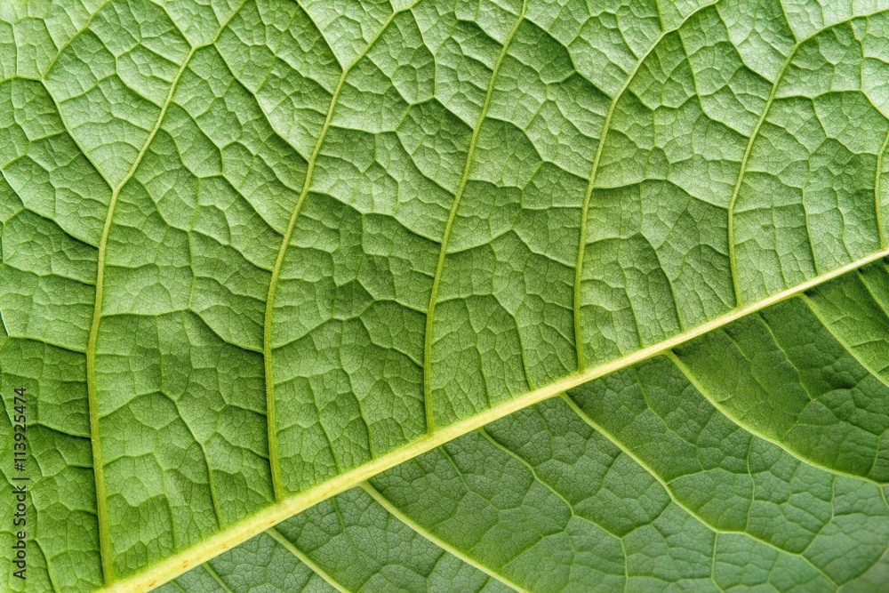 texture surface leaf plant of green color Stock Photo | Adobe Stock
