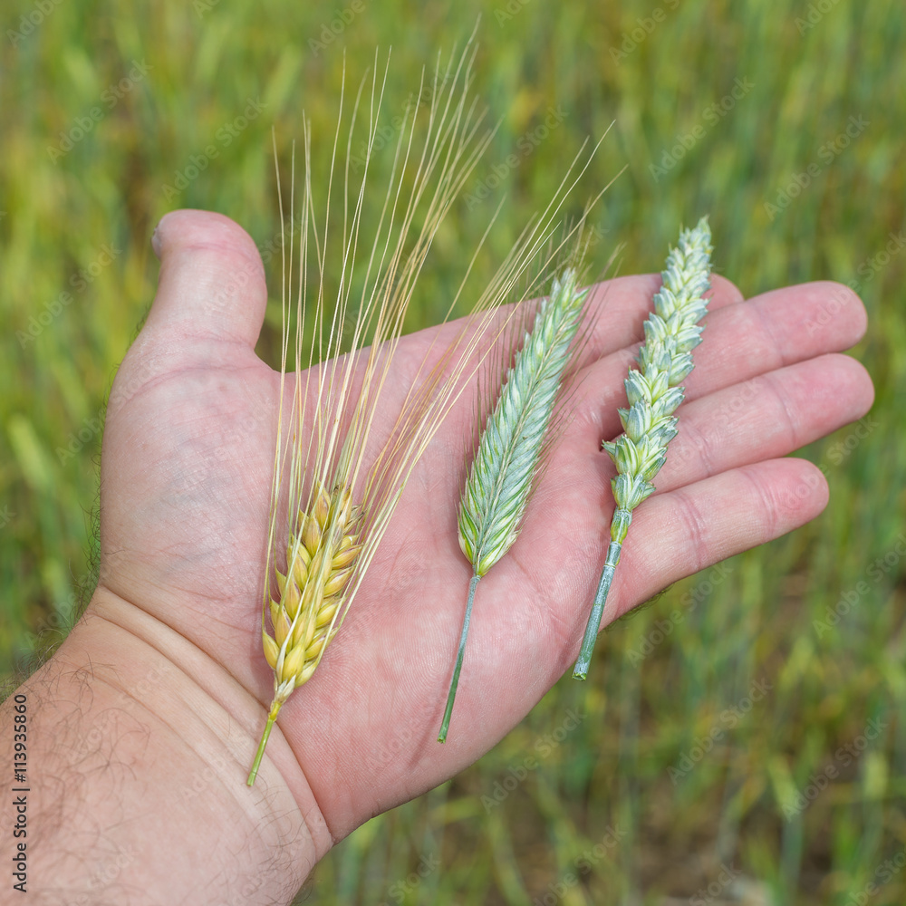 Hordeum Vulgare