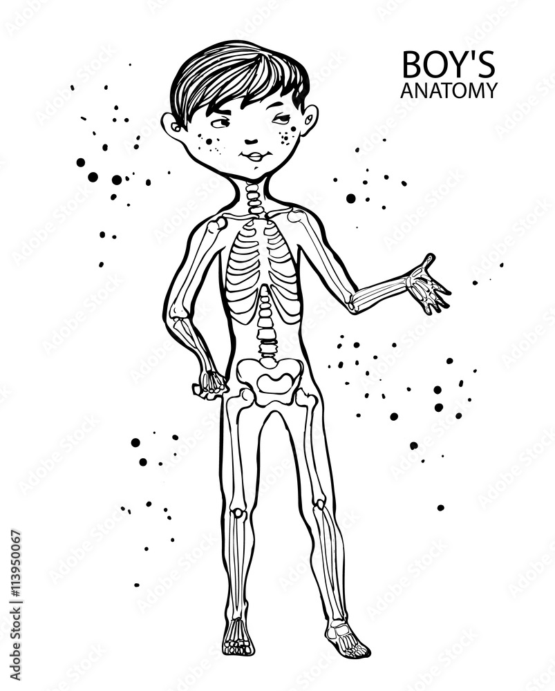 Cartoon anatomy for kids.Cute boy and his skeletal Stock Vector | Adobe ...