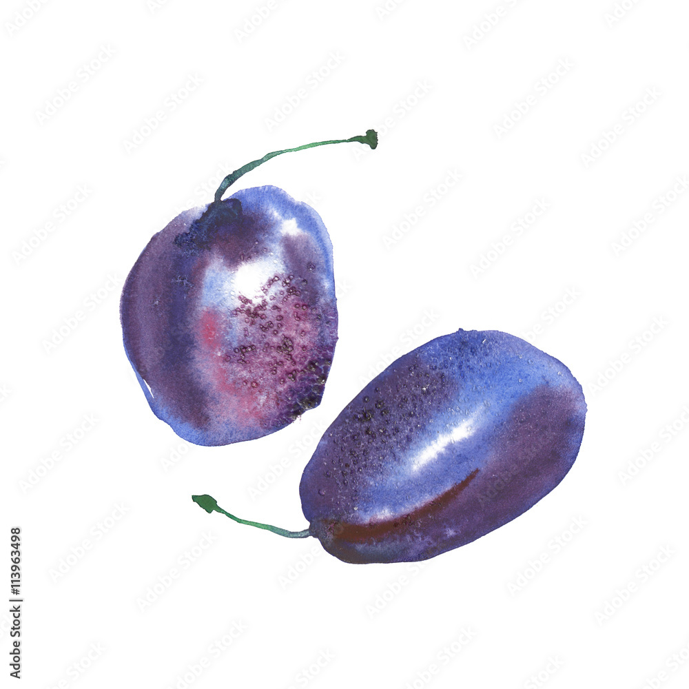 Plum, damson, prune were created with watercolor paint, high-quality ...