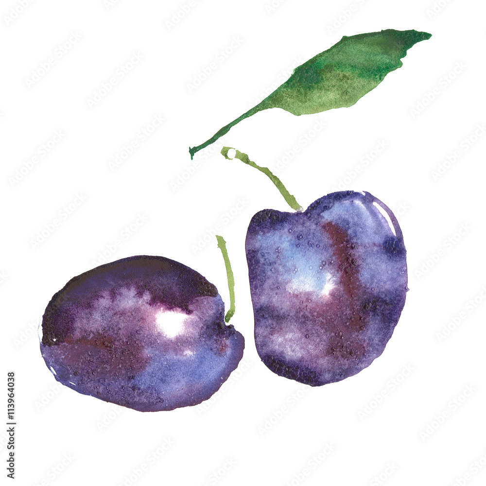 Plum, damson, prune were created with watercolor paint, high-quality ...