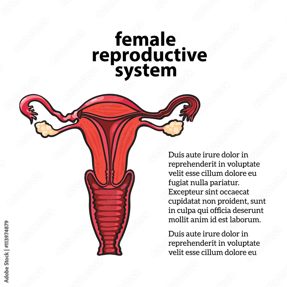 Female Reproductive System Vector Sketch Hand Drawn Illustration