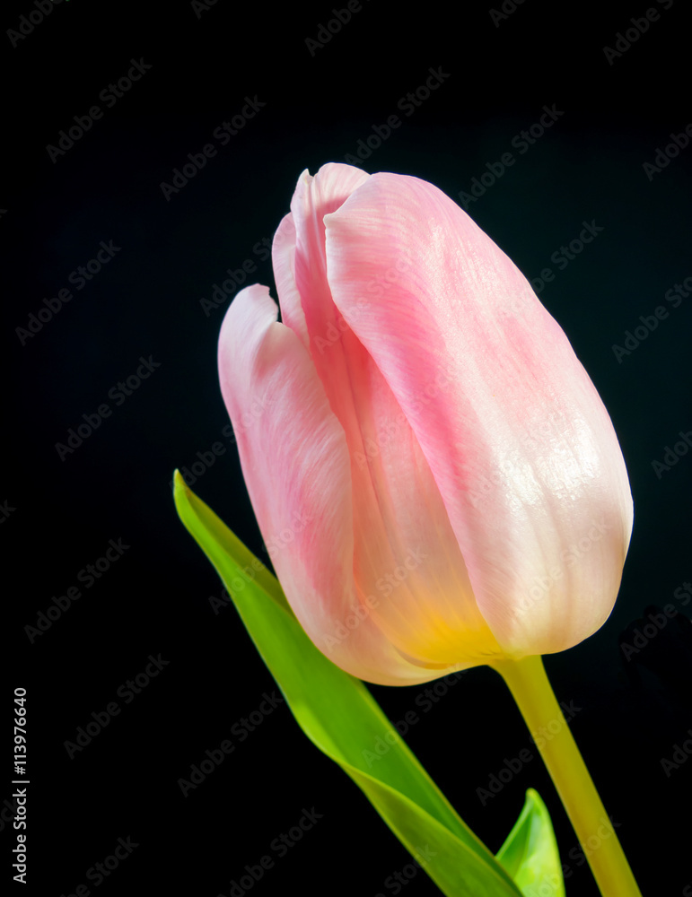 Tulpe Stock Photo | Adobe Stock