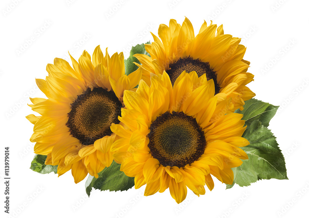 3 sunflower isolated on white background as package design element ...