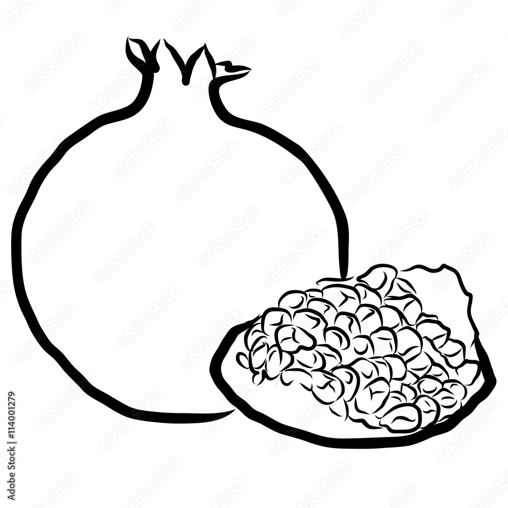 Pomegranate Sketched Outline Vector Illustration Stock Vector | Adobe Stock