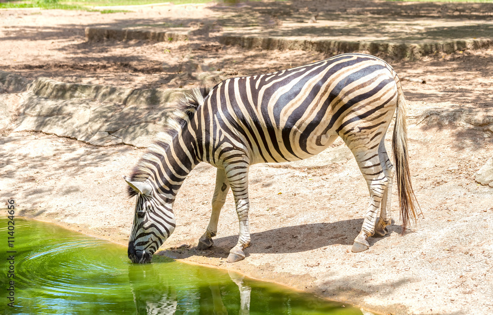 Zebras drinking beside a stream with black and white skin, interwoven ...