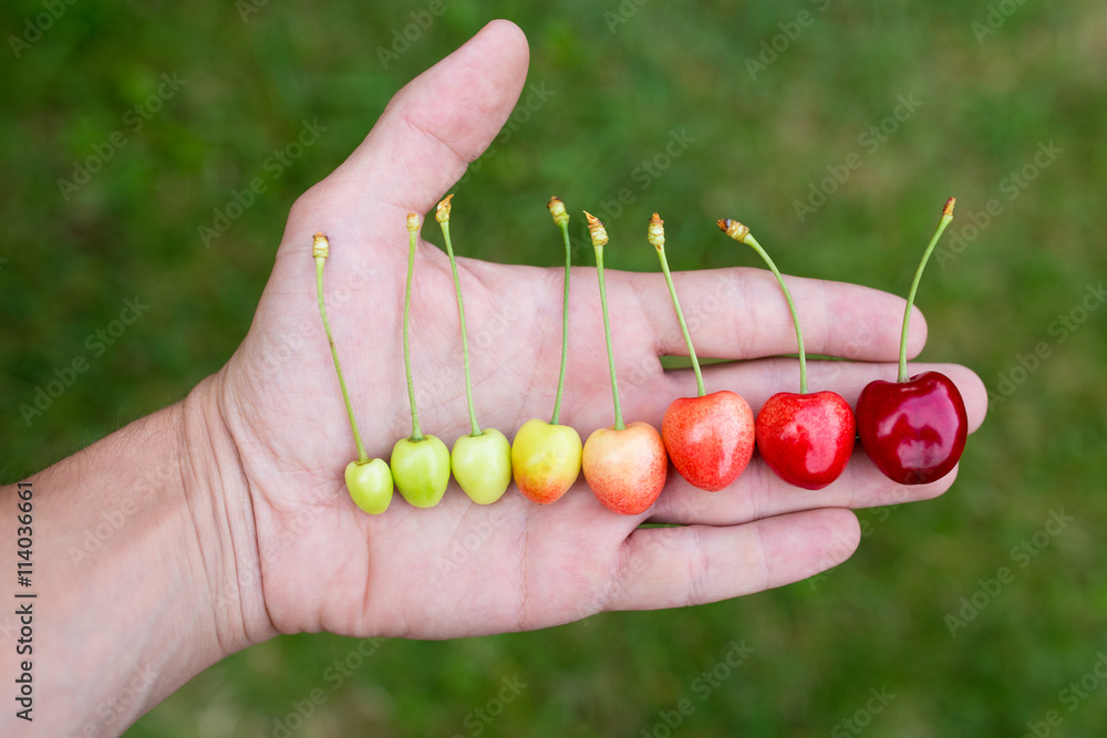 maturation process Stock Photo | Adobe Stock