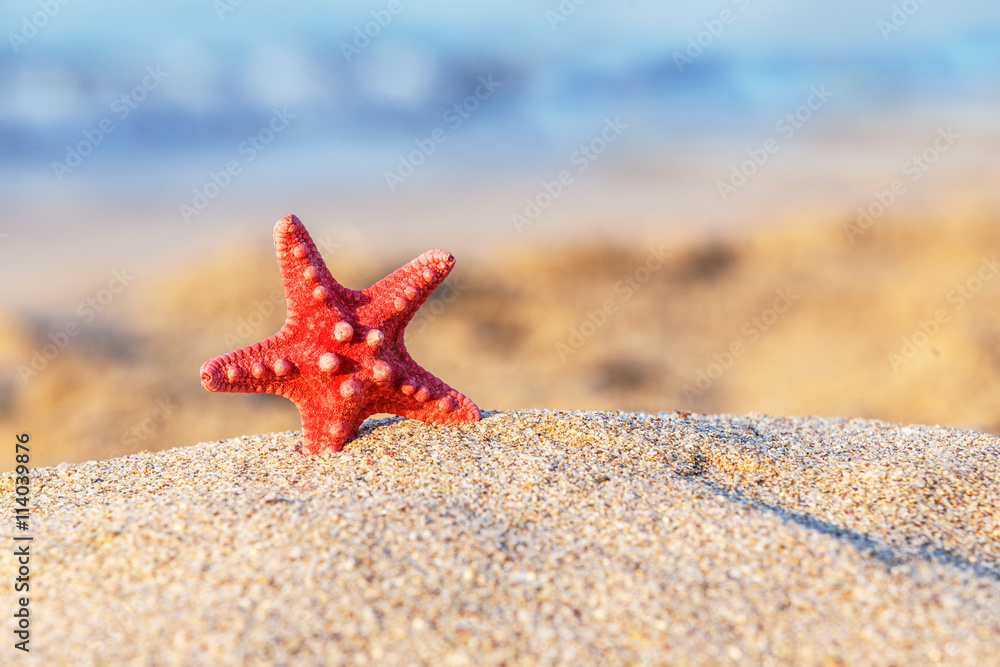 starfish beach sand 스톡 사진 | Adobe Stock