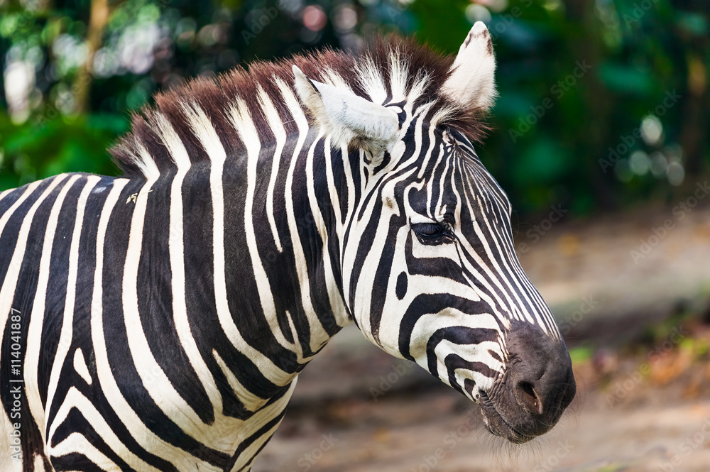 Zebra foto de Stock | Adobe Stock