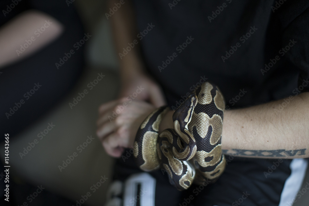 Young Man Holding Pet Snake At Home Stock Photo | Adobe Stock