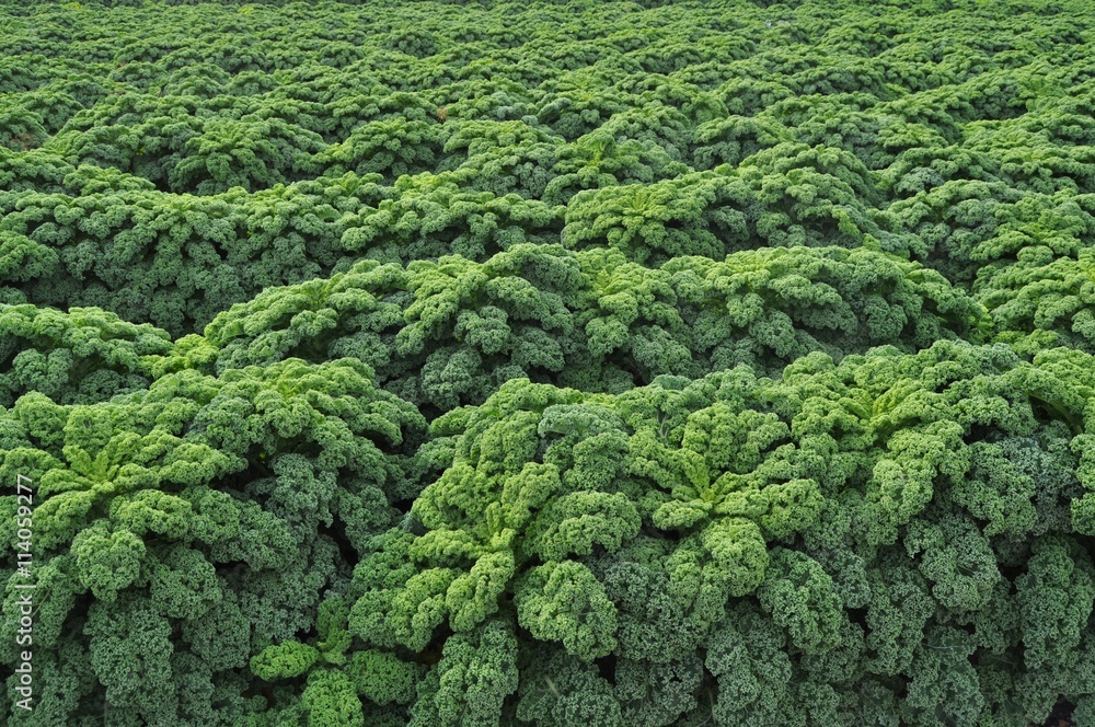 Cultivo de col rizada Stock Photo | Adobe Stock