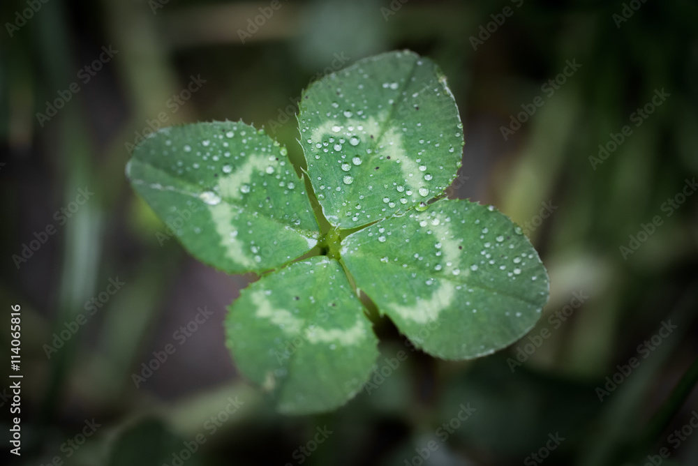 Vierblättriges Kleeblatt auf der Wiese Stock Photo | Adobe Stock
