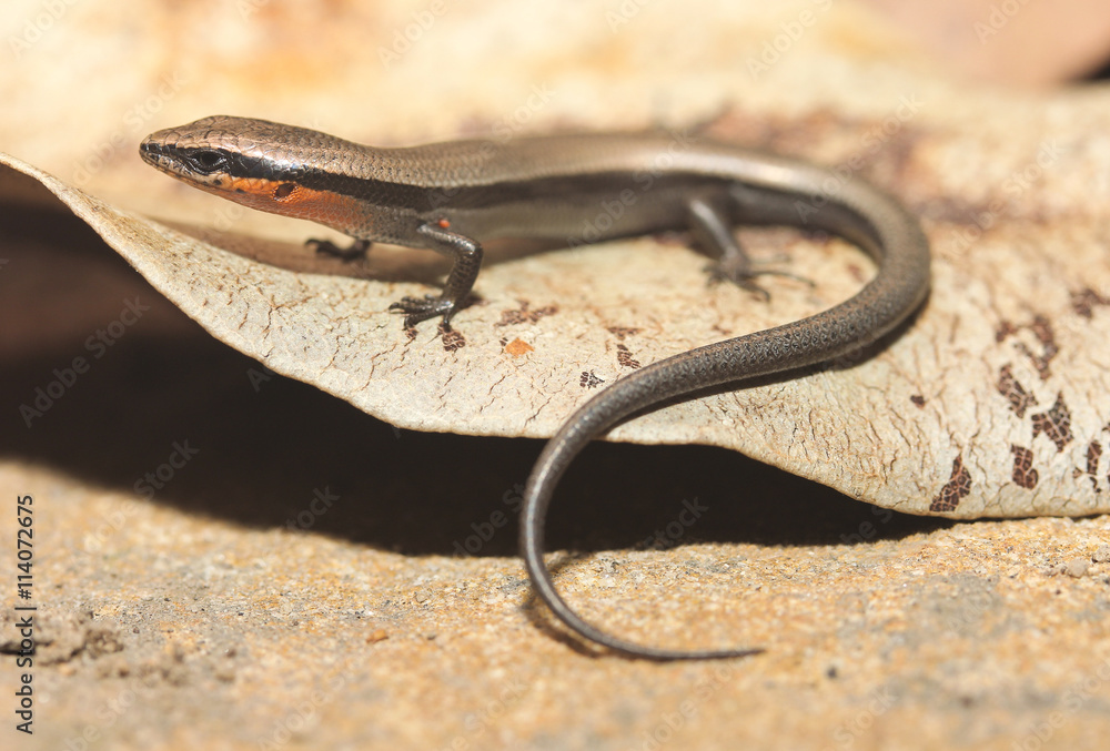 The eastern three-lined skink, also known as the bold-striped cool ...