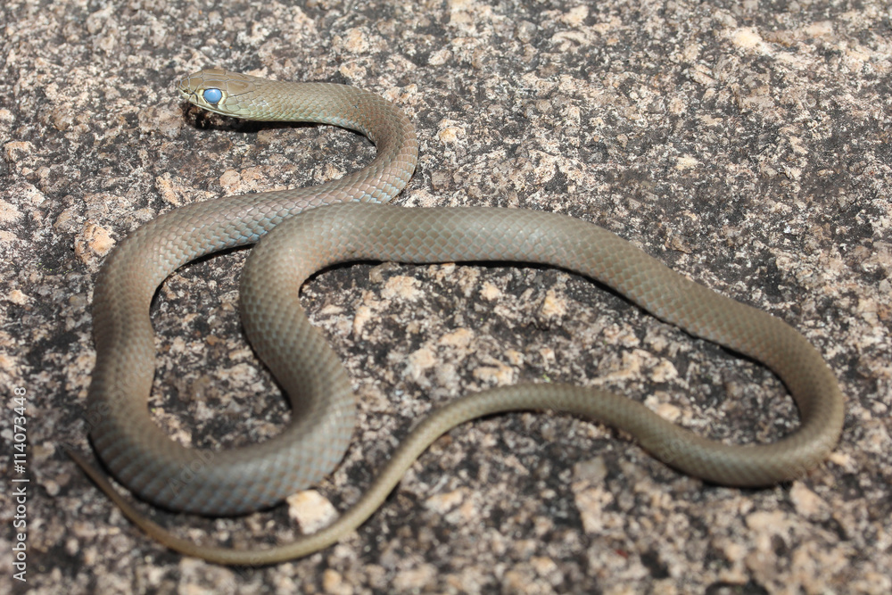 The yellow-faced whip-snake is a species of snake in the Elapidae ...