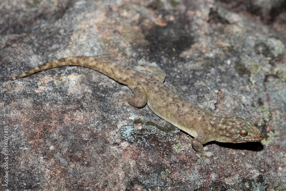 The dubious dtella or northern dtella is a species of gecko in the ...