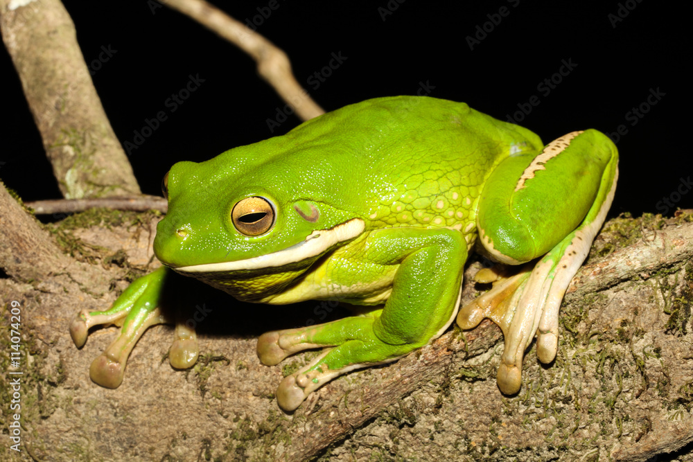 Zdjęcie Stock: The white-lipped tree frog, also known as the giant tree ...