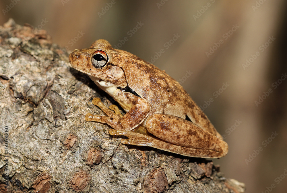 Roth's tree frog or the northern laughing tree frog is a tree frog ...