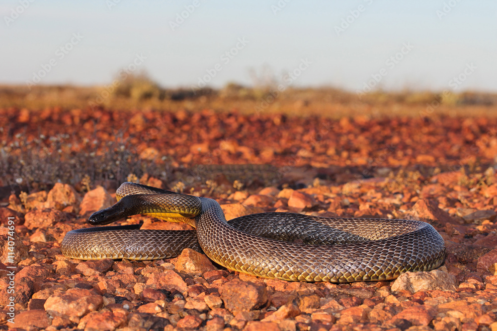 Western Taipan