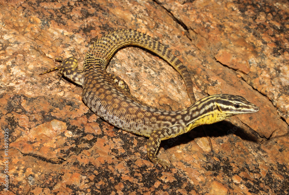 The spiny-tailed monitor, also known as the ridge-tailed monitor or ...