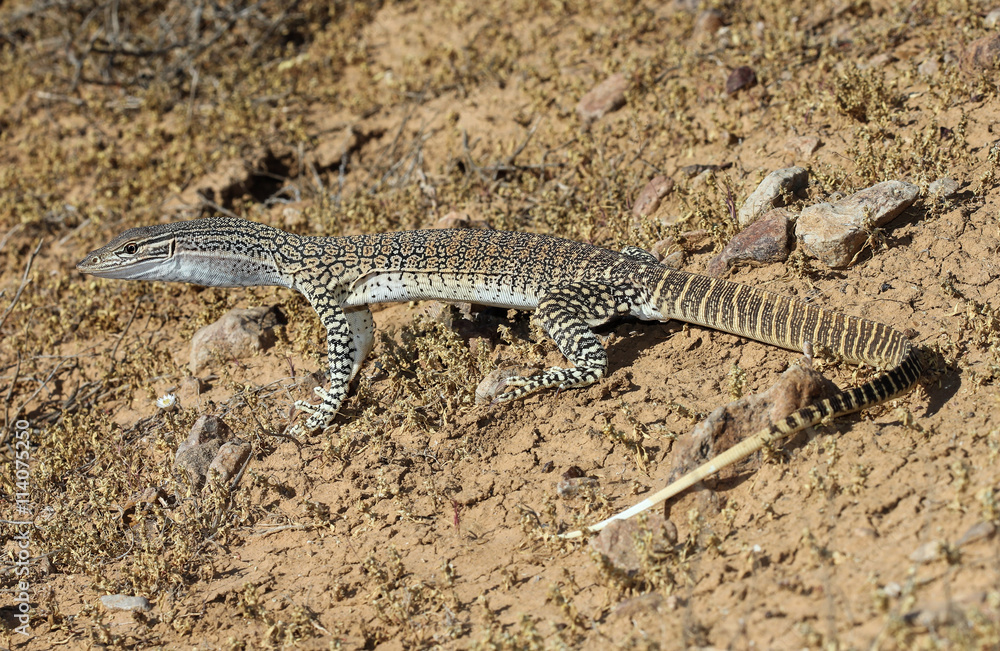 Sand Goanna