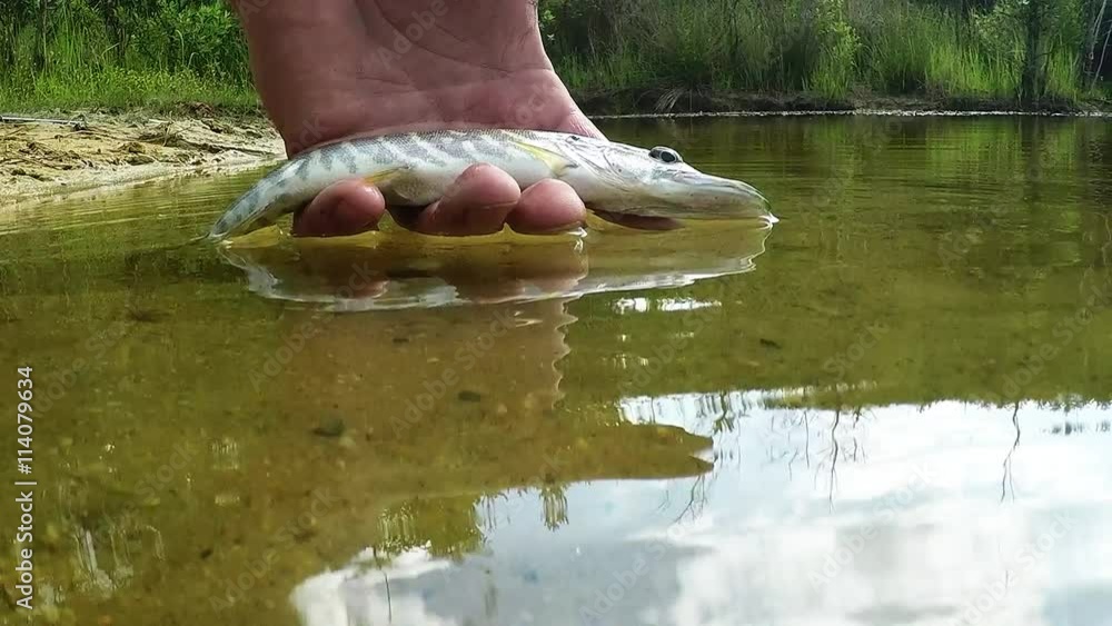 Fisherman releasing of little pike to fish pond. Fishing and farming ...