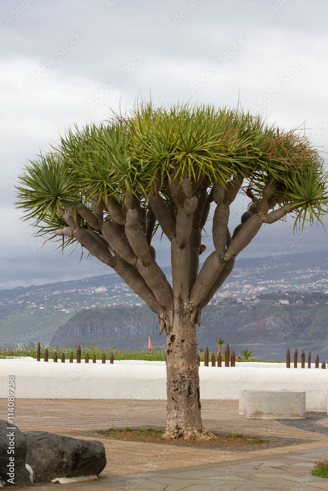 One tree of Dracaena draco. Symbol Canaries islands Stock Photo | Adobe ...
