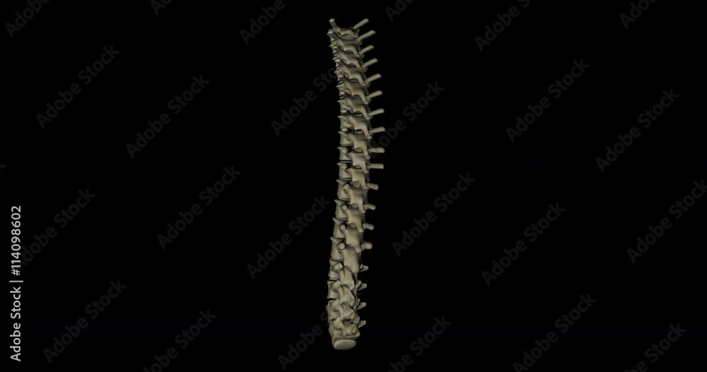 Animation of vertebral column, backbone or spine, of a skeleton of a ...