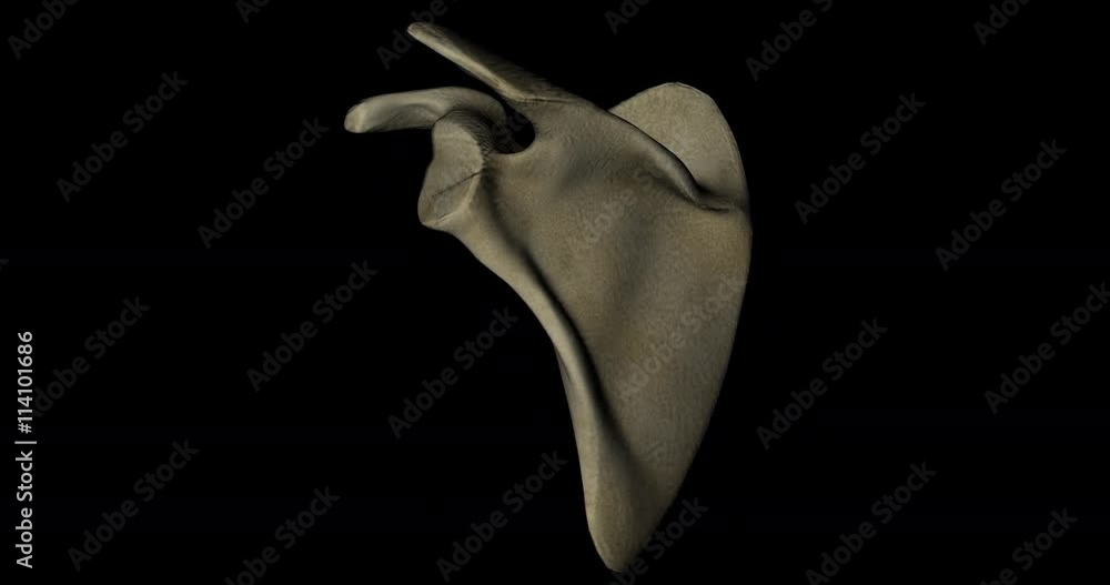 Animation of a scapula or shoulder blade bone of human skeleton ...