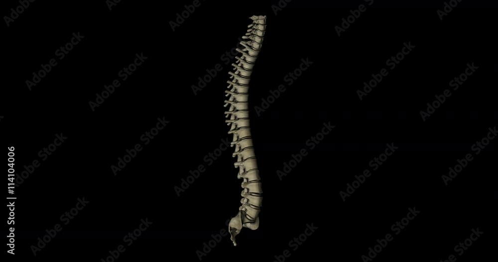 Animation of vertebral column, backbone or spine, with sacrum and coxis ...