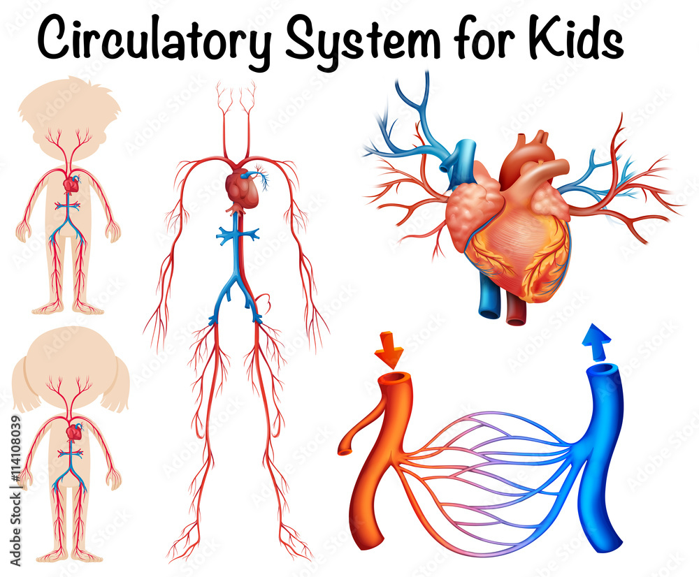 Circulatory system for kids Stock Vector | Adobe Stock