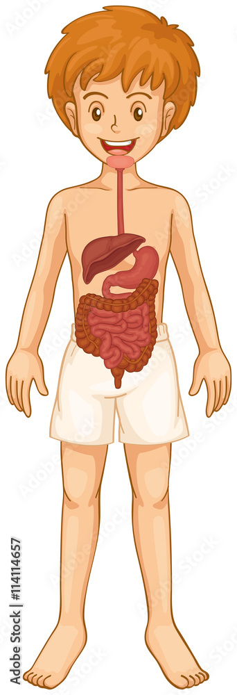 Digestive system in boy body Stock Vector | Adobe Stock