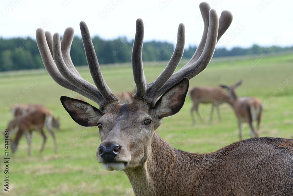 Stolz, alter Hirsch mit wachsendem Geweih Stock-Foto | Adobe Stock