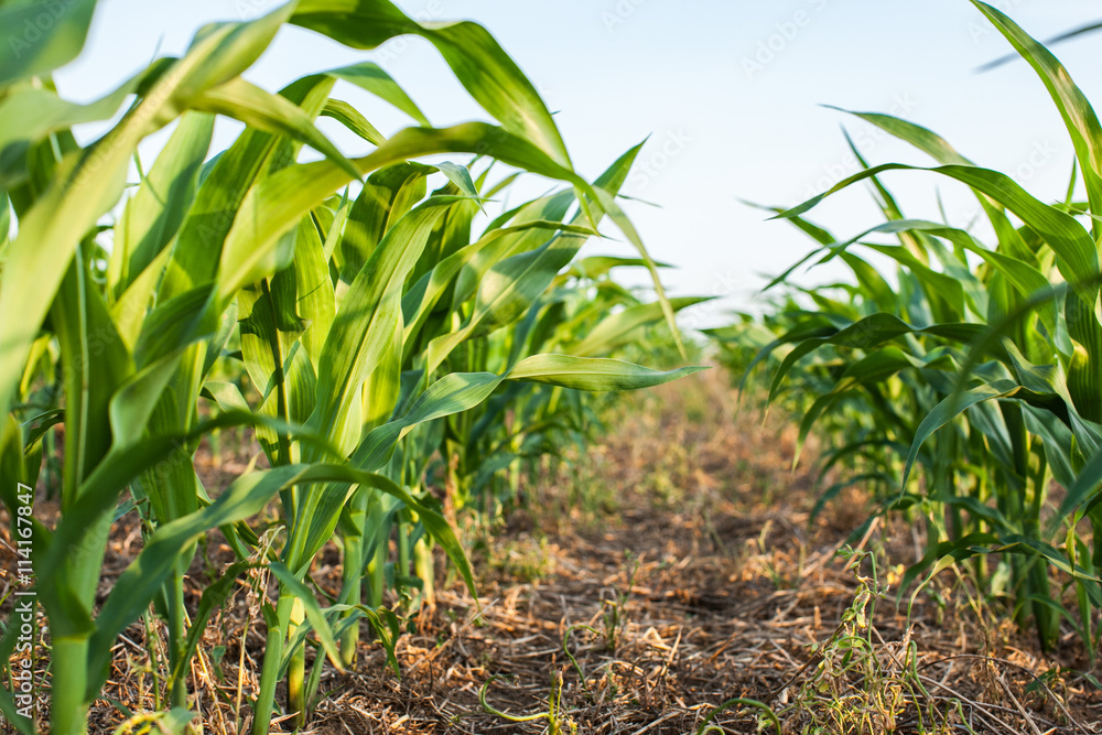 Foto de Looking down a corn row in a no-till planted field. do Stock ...
