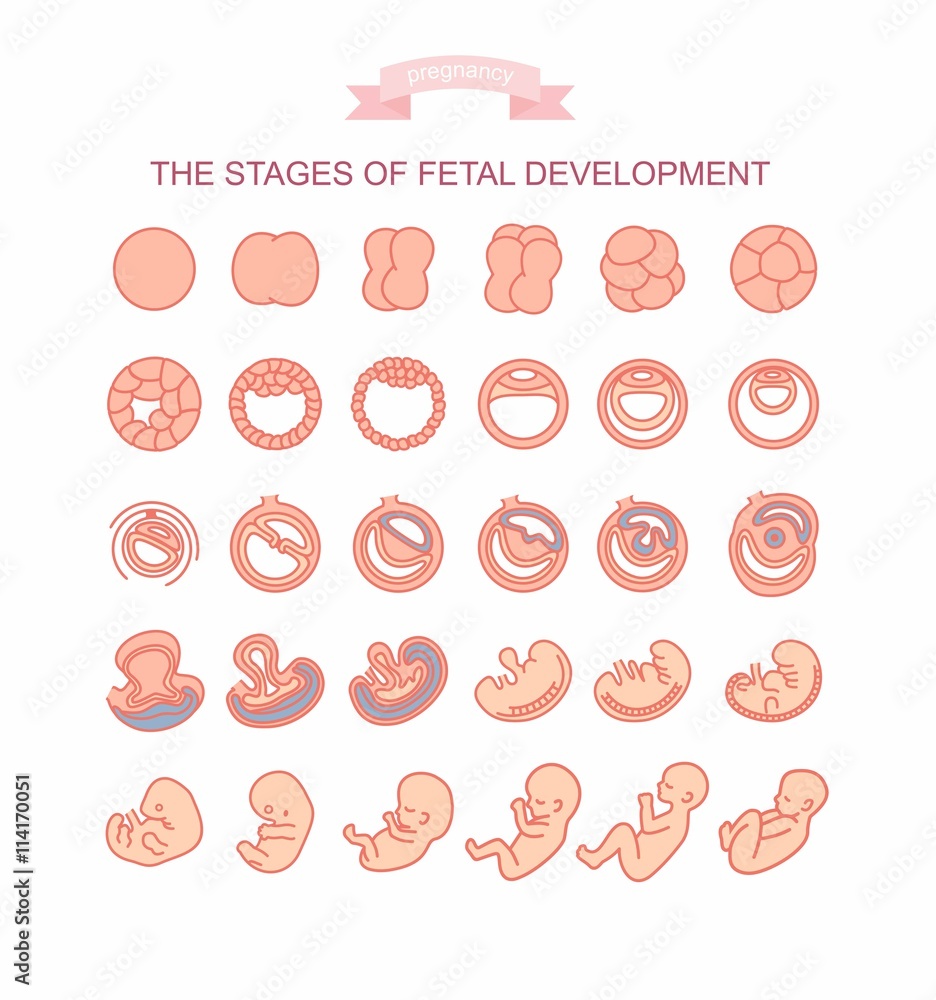Photo & Art Print vector illustration stages of fetal development, alla72