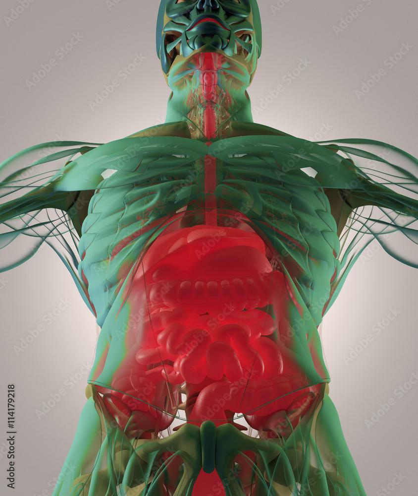 Digestive system, human anatomy, xray like futuristic scan. 3d ...