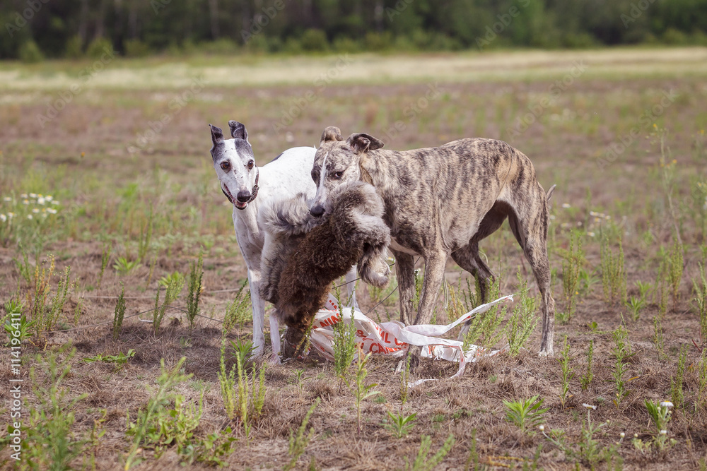 Coursing. Two whippet dogs at the finish with the bait foto de Stock ...