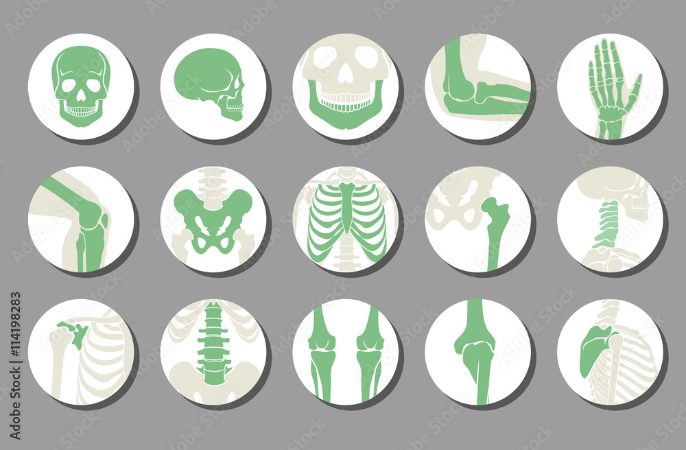 Orthopedic and spine vector icons. Human bone of illustration and ...